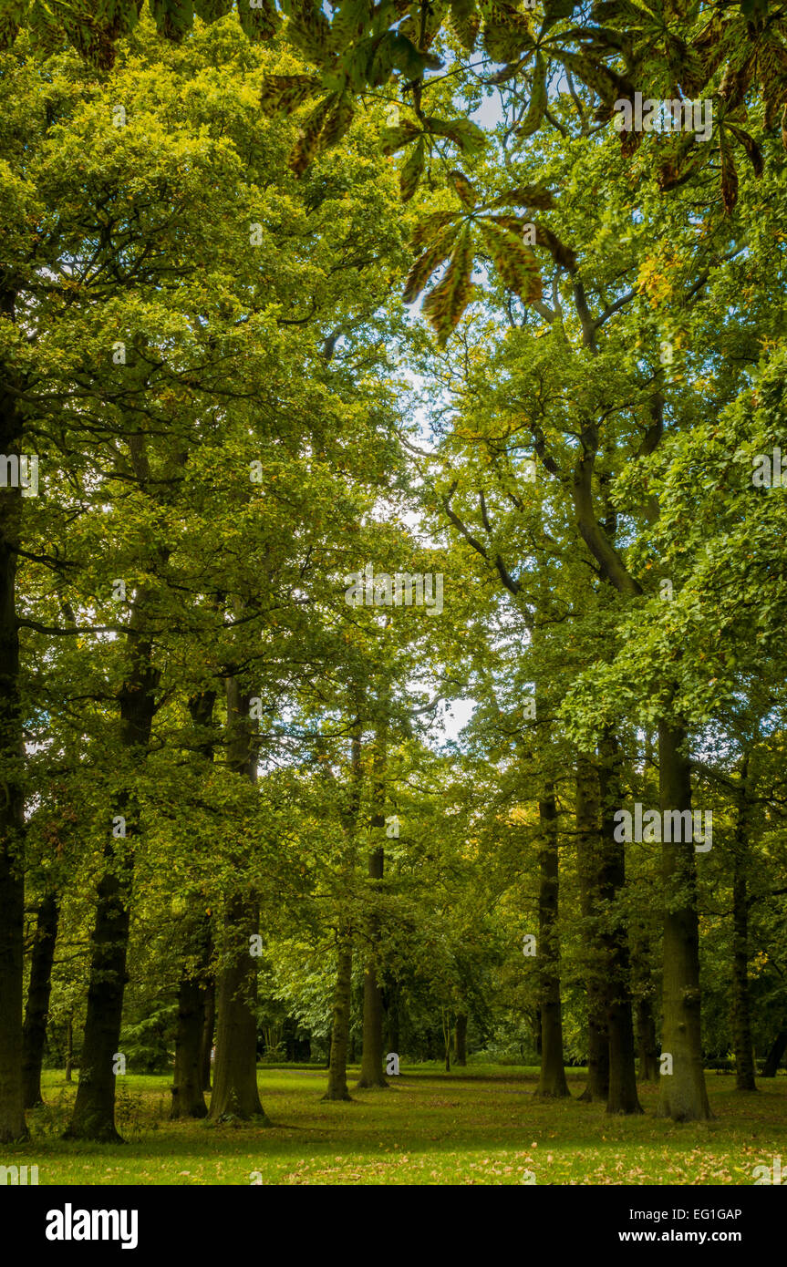 Avenue Of Oak Trees High Resolution Stock Photography and Images - Alamy