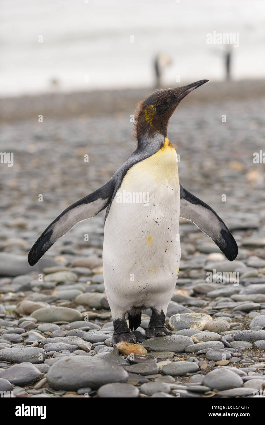 Coast penguins hi-res stock photography and images - Alamy