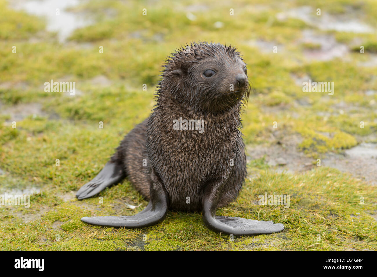 Antarctic fur seal (Arctocephalus gazella) cub, alsko known as Southern ...