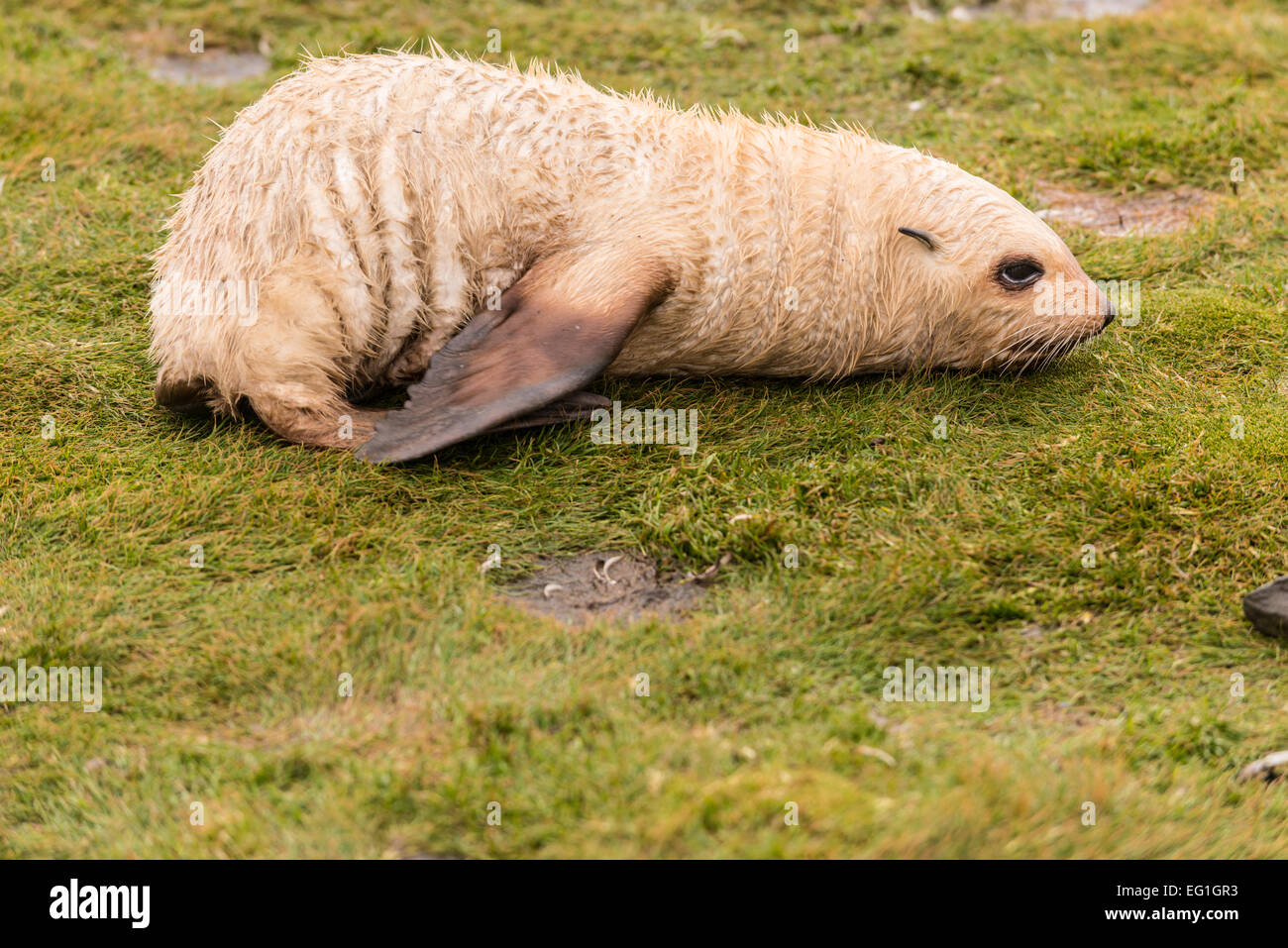 Rare seal hi-res stock photography and images - Alamy