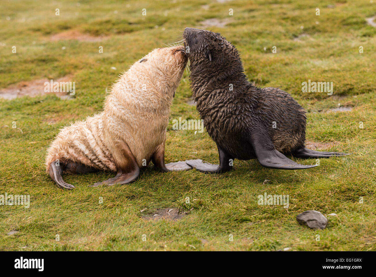 Rare seal hi-res stock photography and images - Alamy