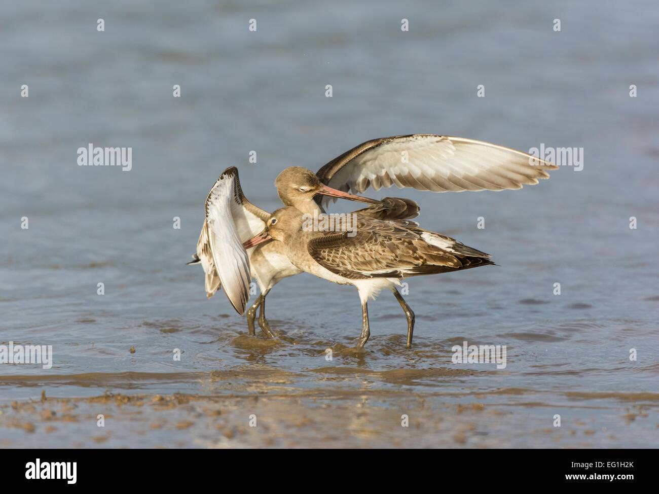 Bar-tailed Godwits Limosa lapponica Stock Photo - Alamy