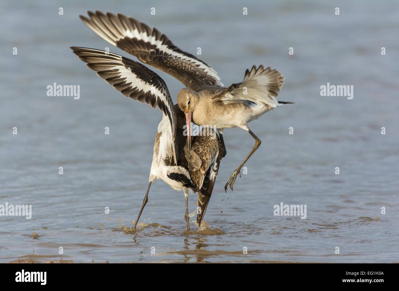 Bar-tailed Godwits Limosa lapponica Stock Photo - Alamy