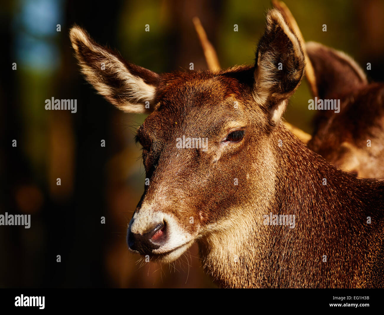 Cervus albirostris deer hi-res stock photography and images - Alamy