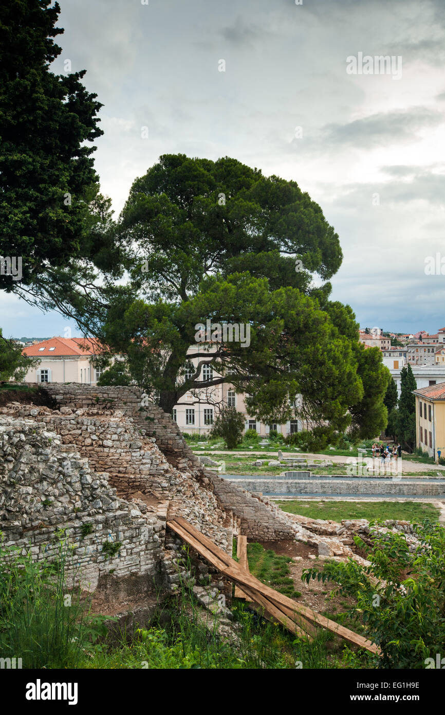 Tree in old roman theater amphitheater Stock Photo - Alamy