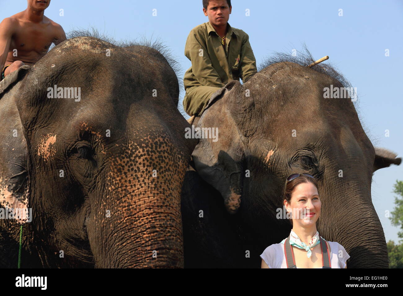 CHITWAN, NEPAL - OCTOBER 14: Indian elephants -elephas maximus indicus ...