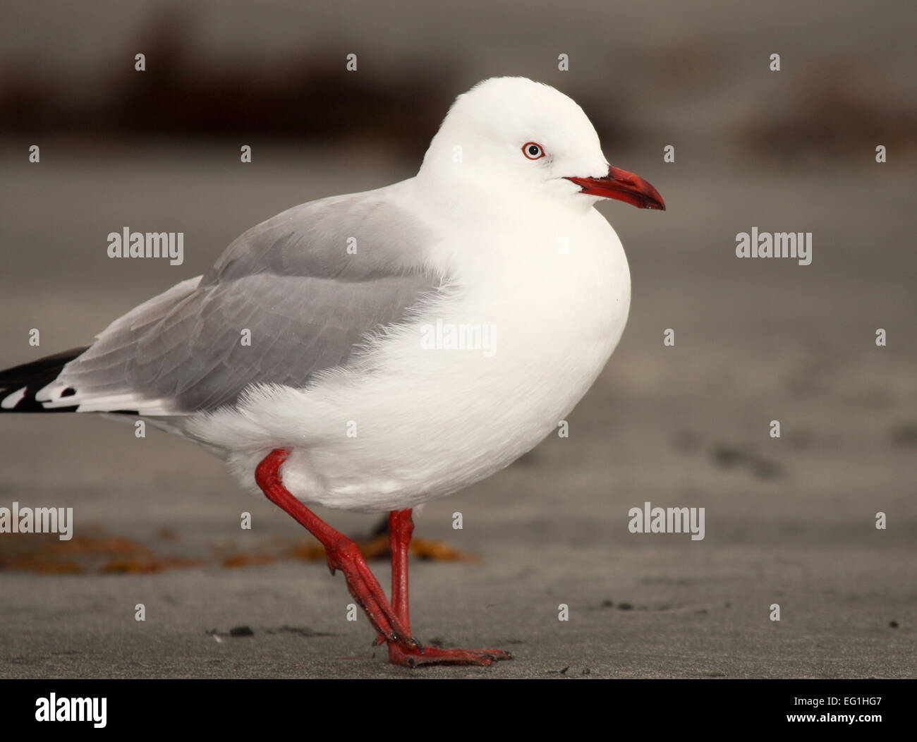 Mid step hi-res stock photography and images - Alamy