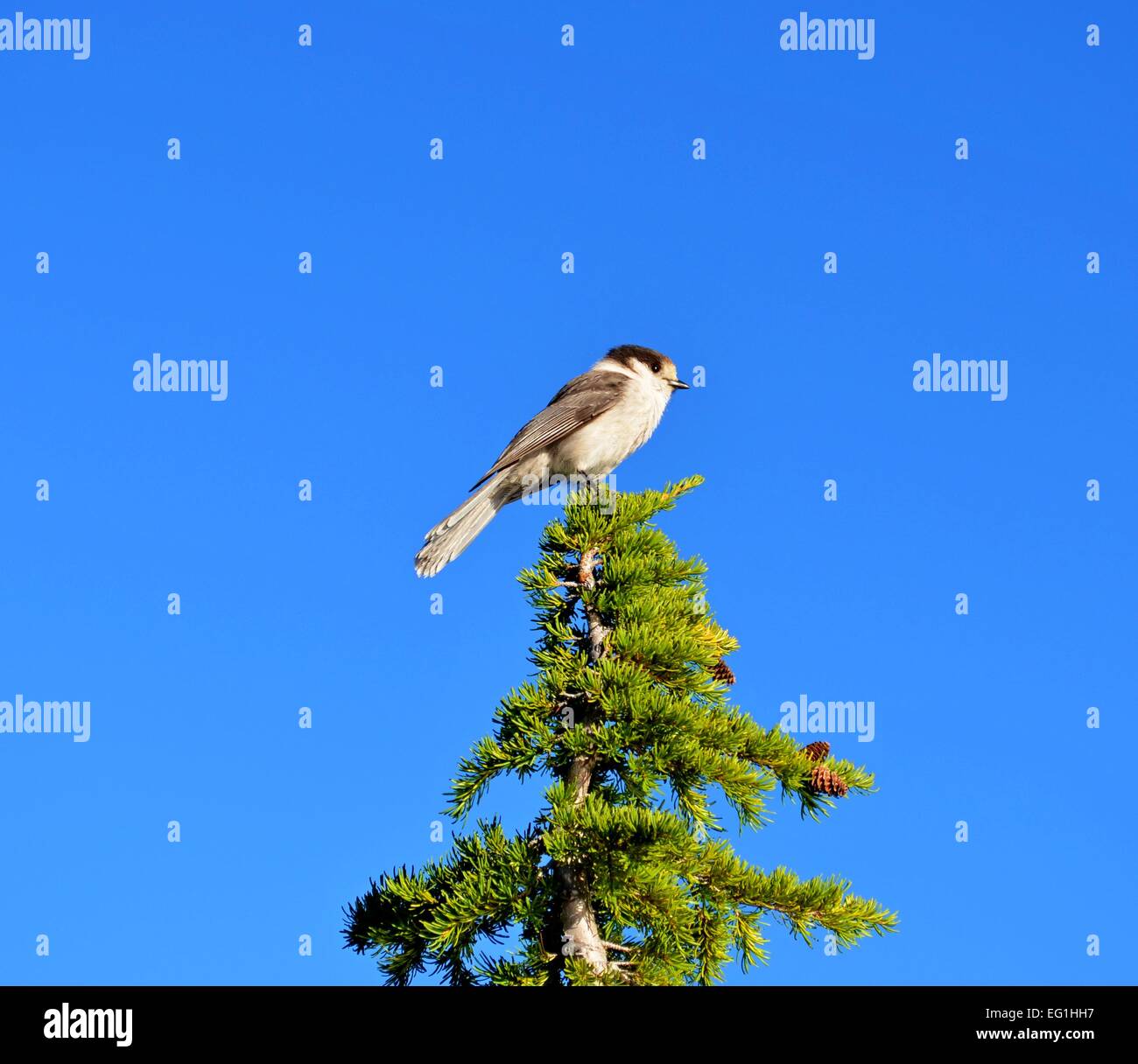 Gray jay bird majestic hi-res stock photography and images - Alamy