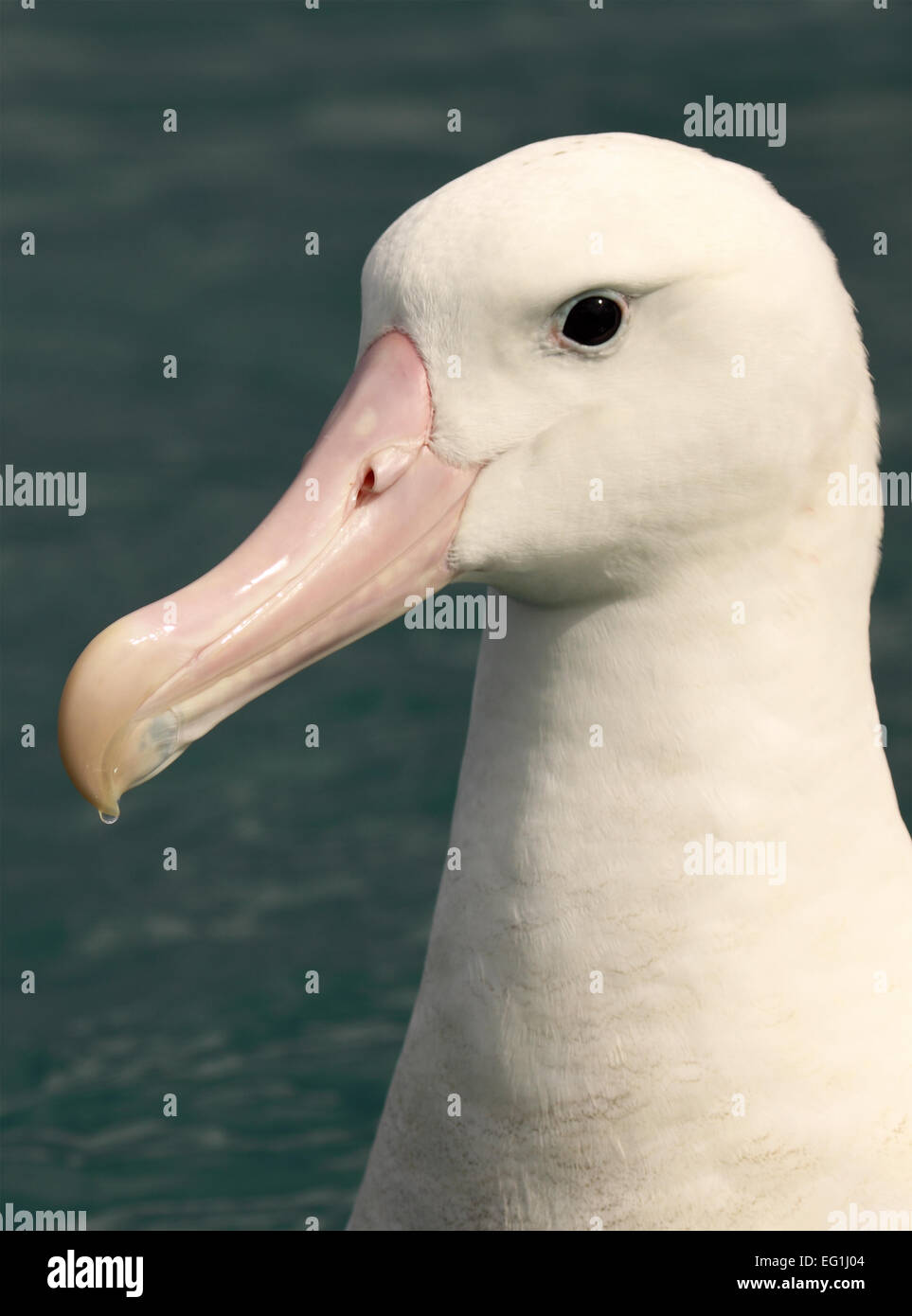 A portrait of a wandering albatross hi-res stock photography and images ...