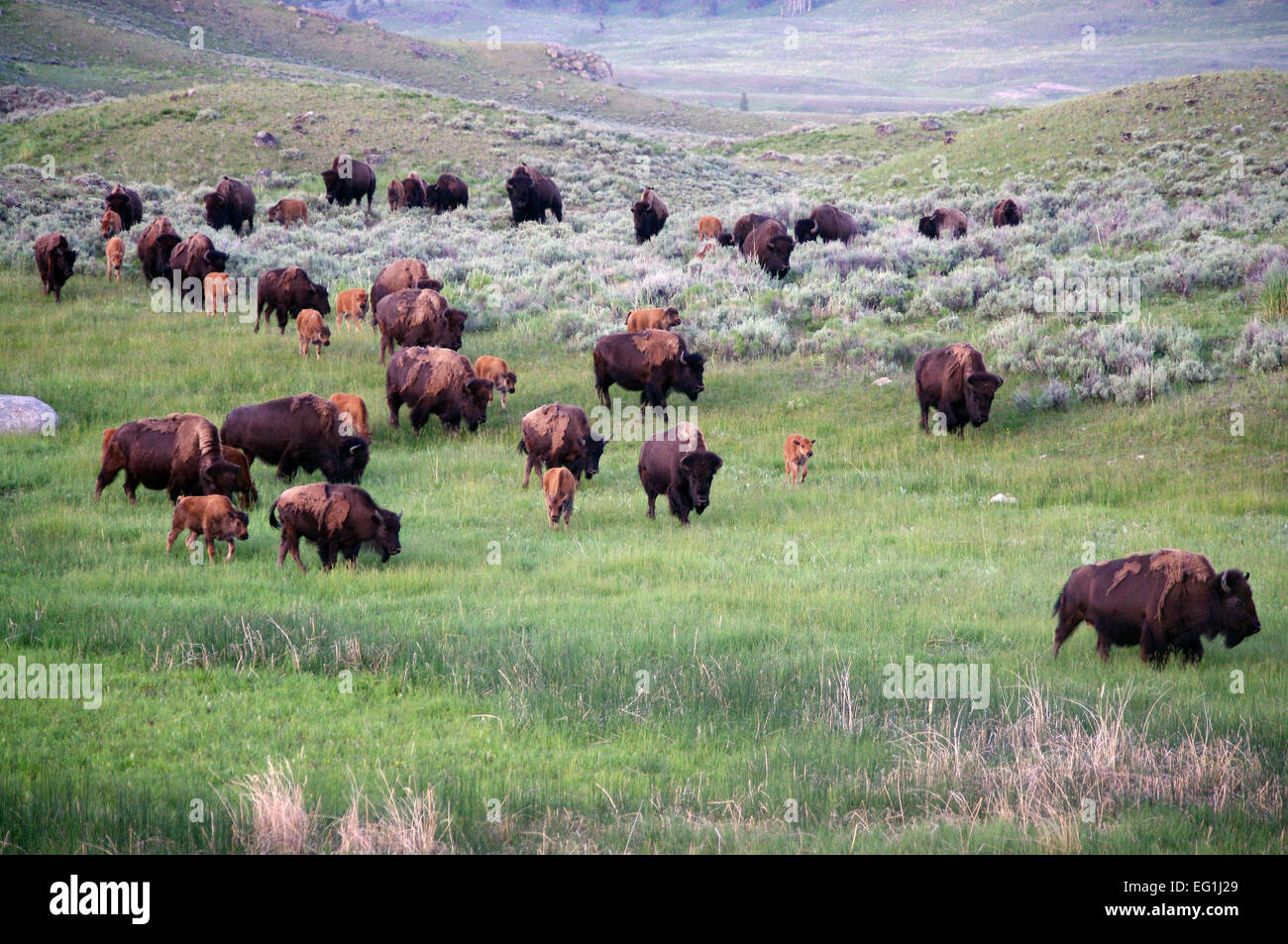 Bison bison herd walking hi-res stock photography and images - Alamy