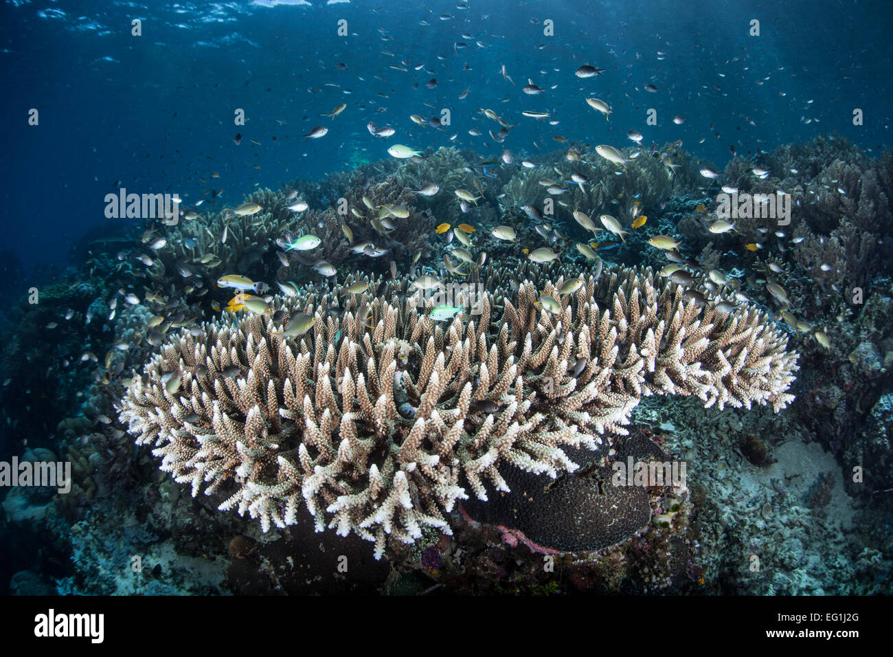Small reef fish swim above a coral colony on a reef in Komodo National ...