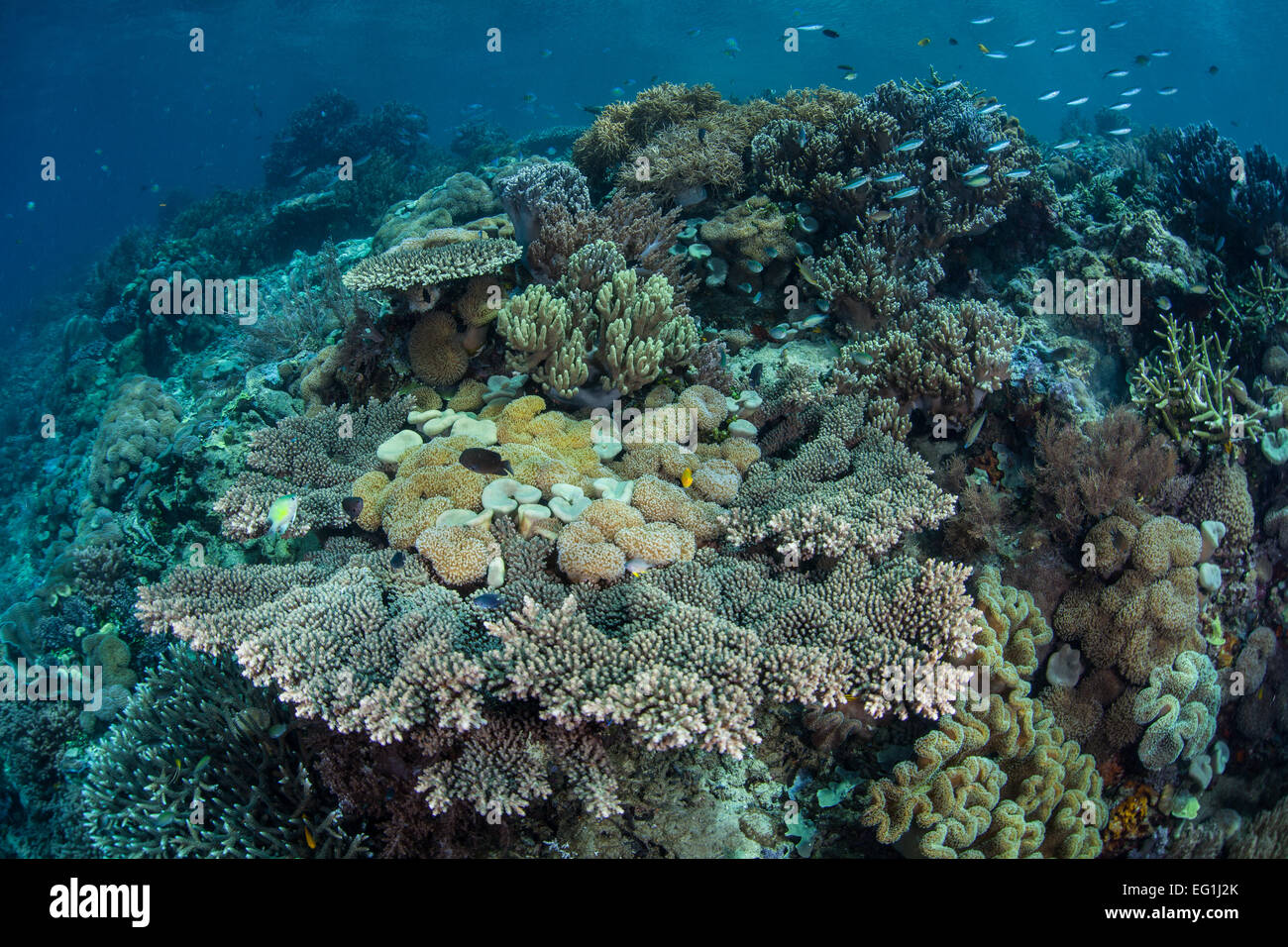 A diverse and healthy coral reef grows in Raja Ampat, Indonesia. This ...
