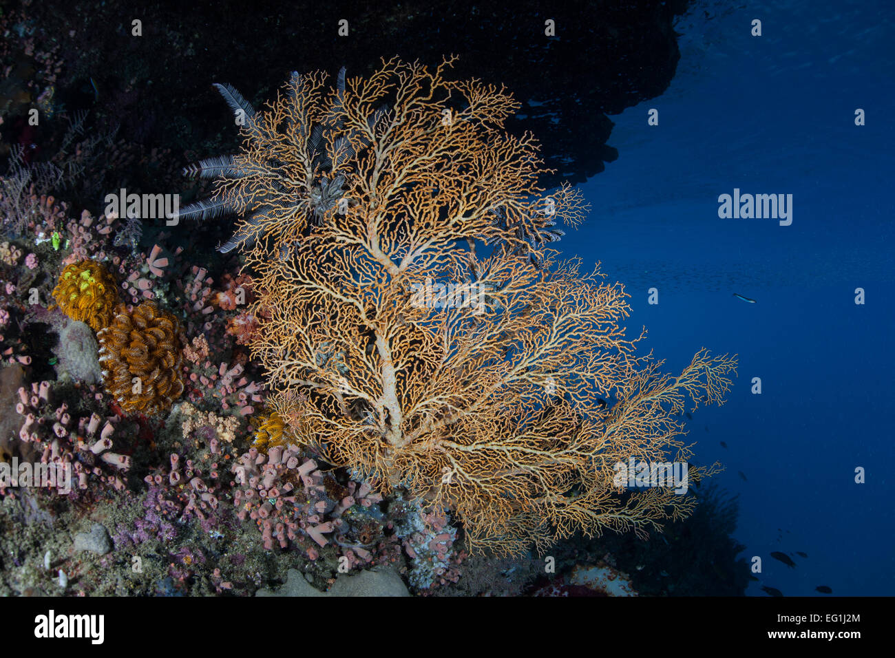 A gorgonian grows alongside other colorful invertebrates on a reef in ...