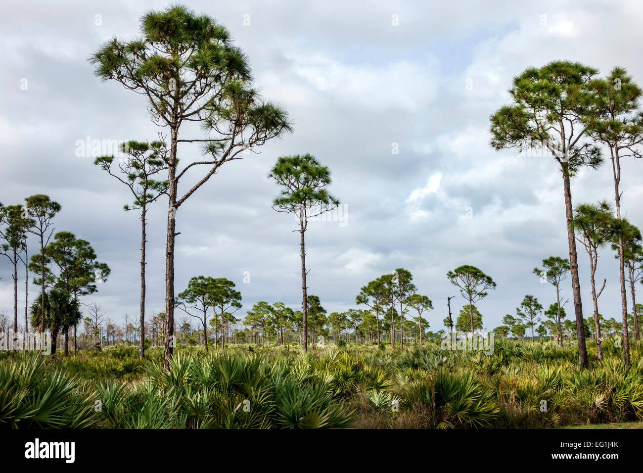 Florida Pine Trees High Resolution Stock Photography and Images - Alamy