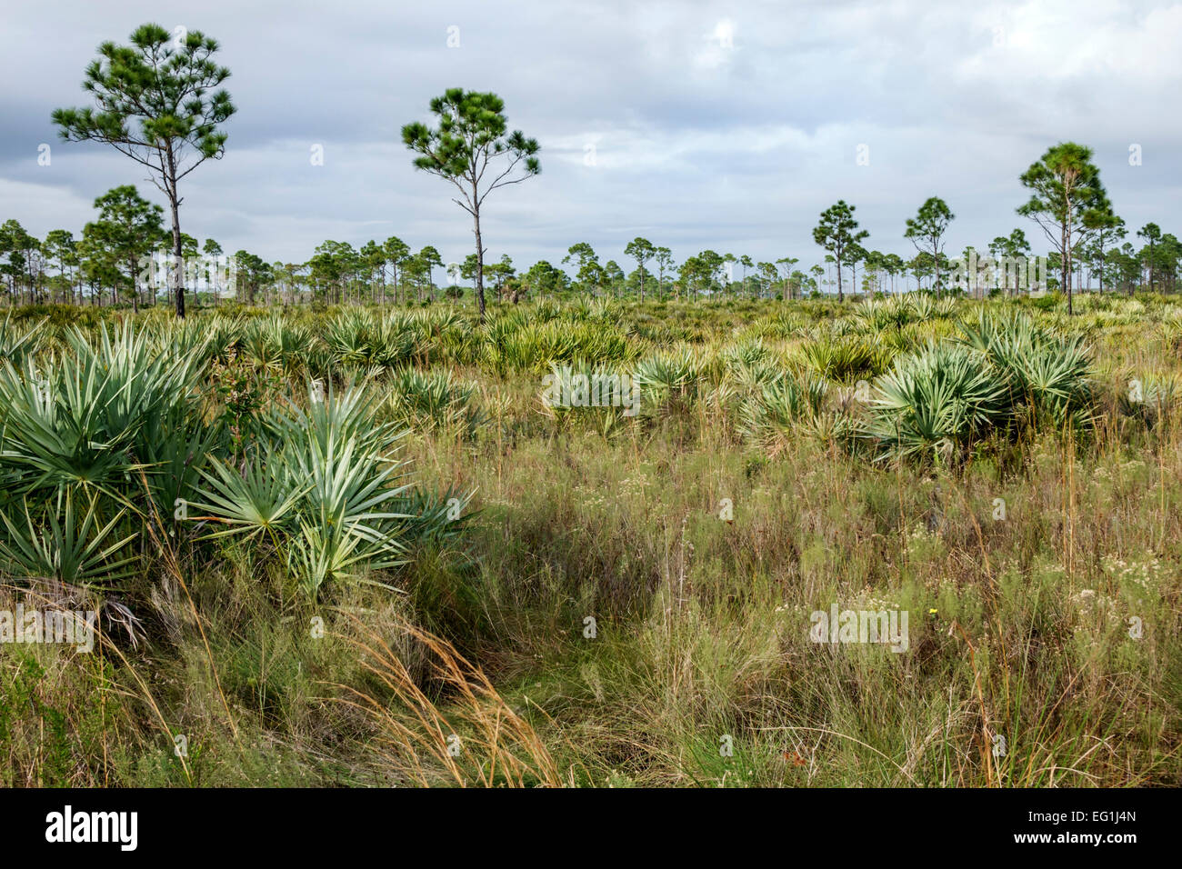 Florida Port Saint St. Lucie,Savannas Preserve State Park,Slash Pine ...