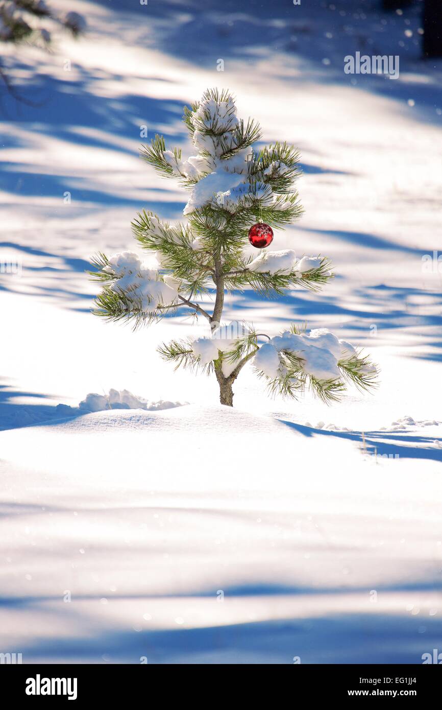 Decorate a tree hi-res stock photography and images - Alamy