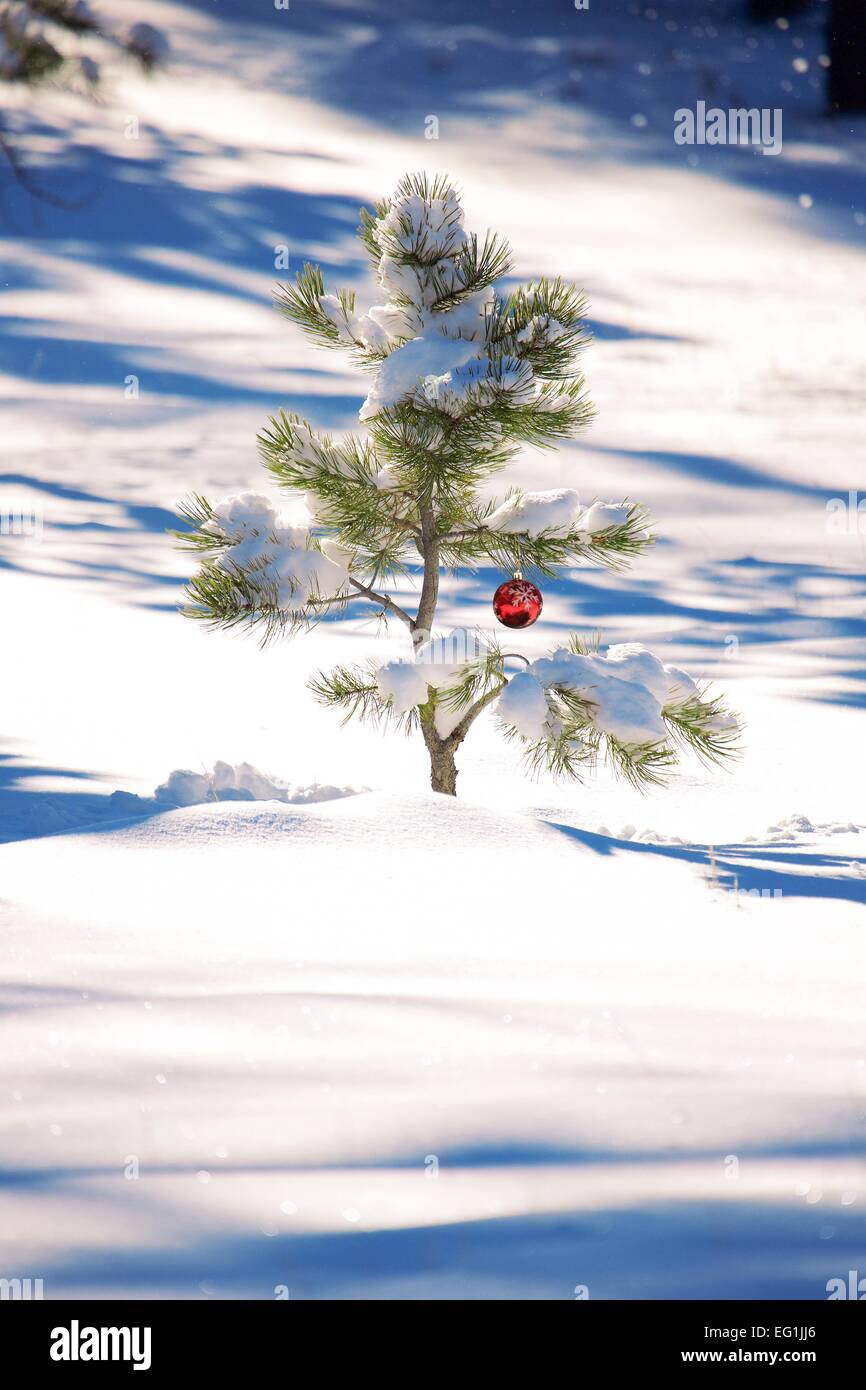 Decorate a tree hi-res stock photography and images - Alamy