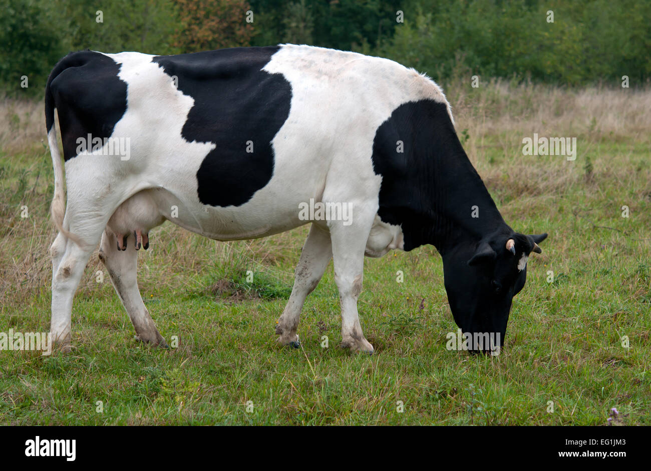 Ukraine cow hi-res stock photography and images - Alamy