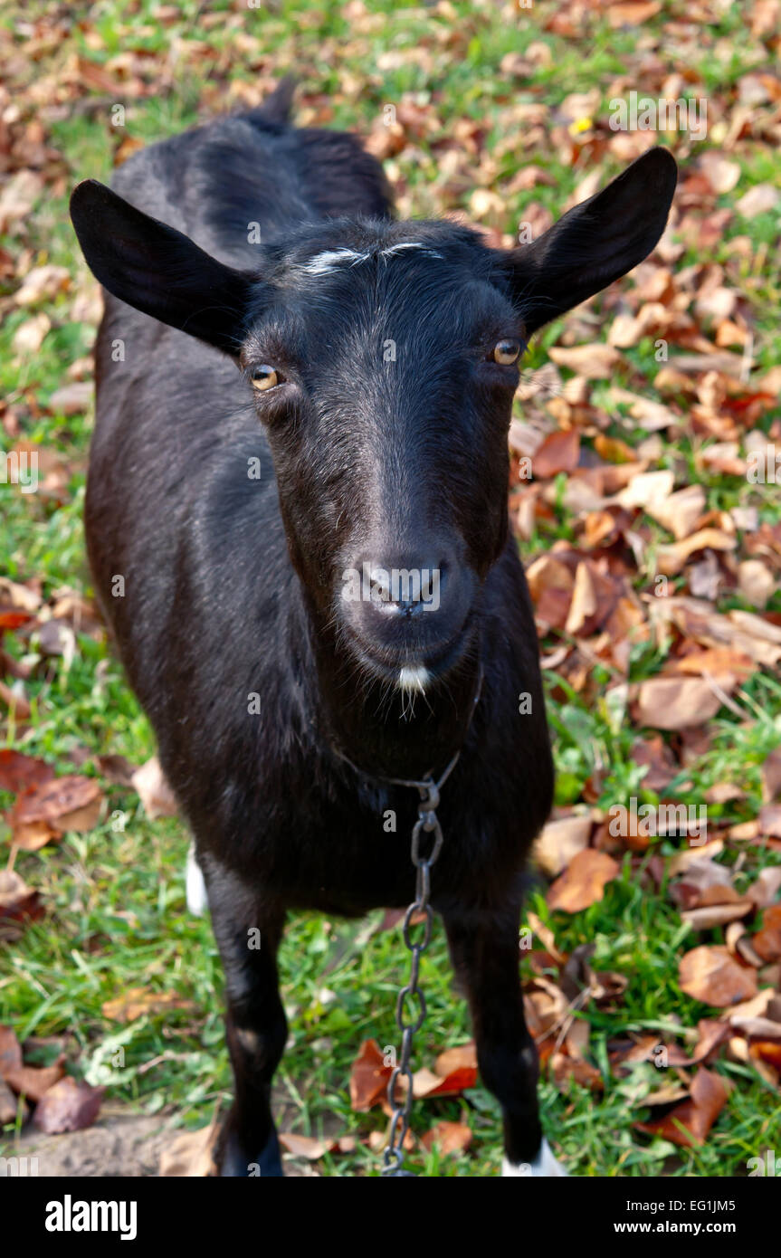 goat portrait close up Stock Photo - Alamy