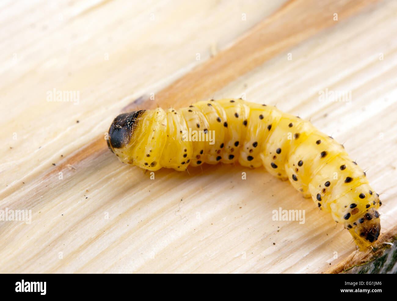 Woodworm larva anobium hi-res stock photography and images - Alamy