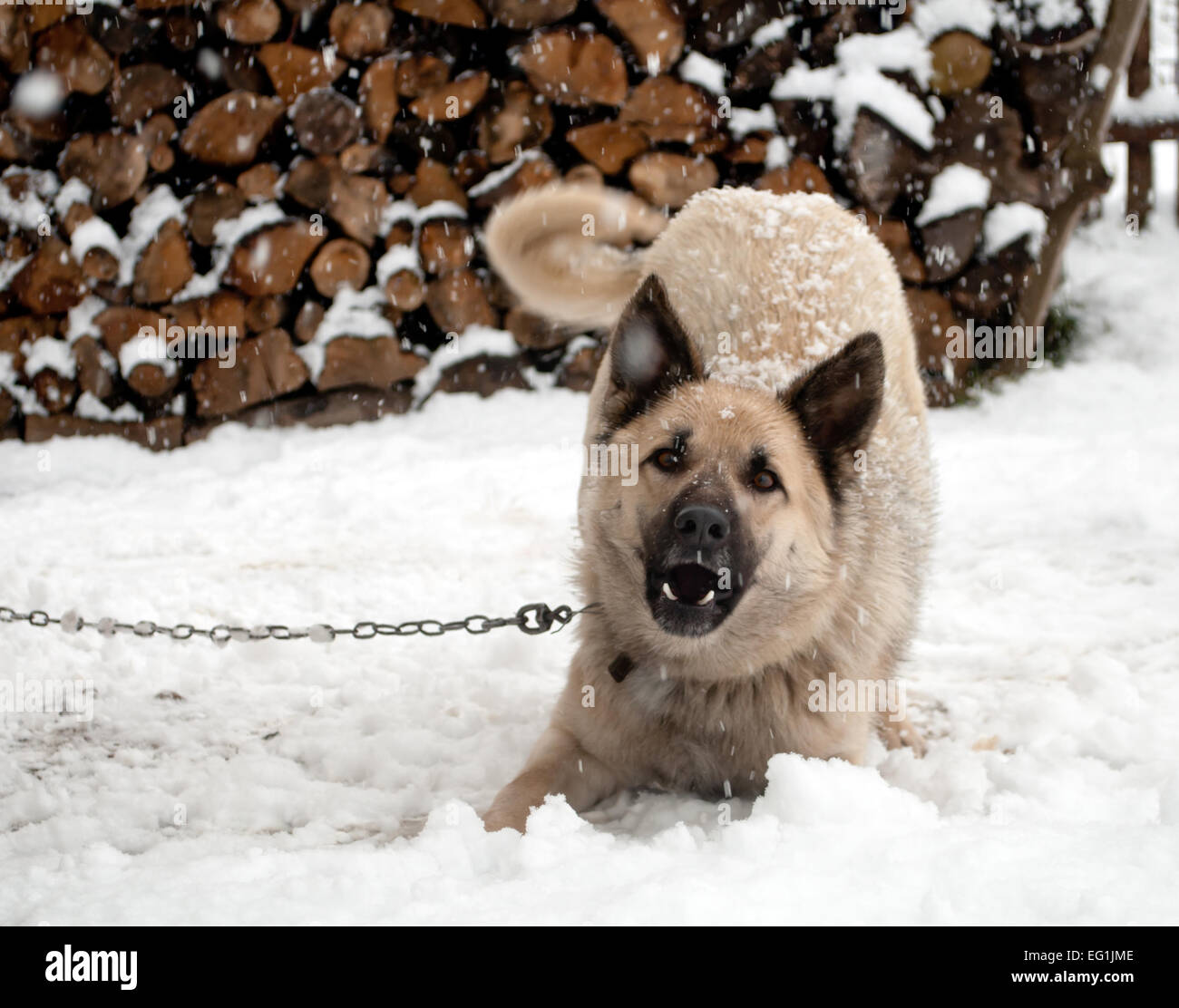 Dog chained up hi-res stock photography and images - Alamy