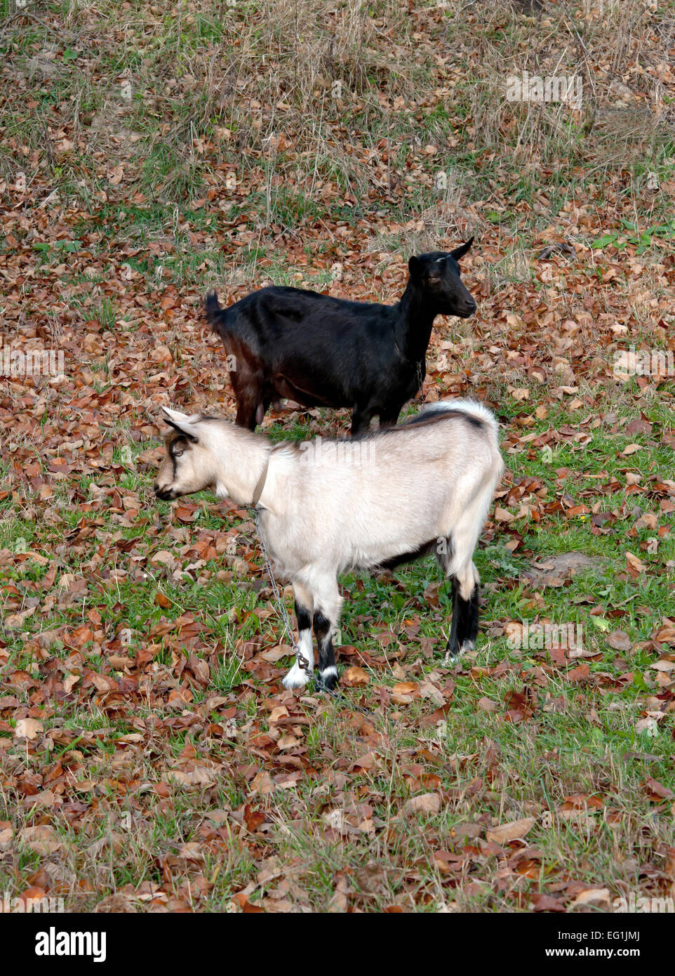 Two grazing goats hi-res stock photography and images - Alamy
