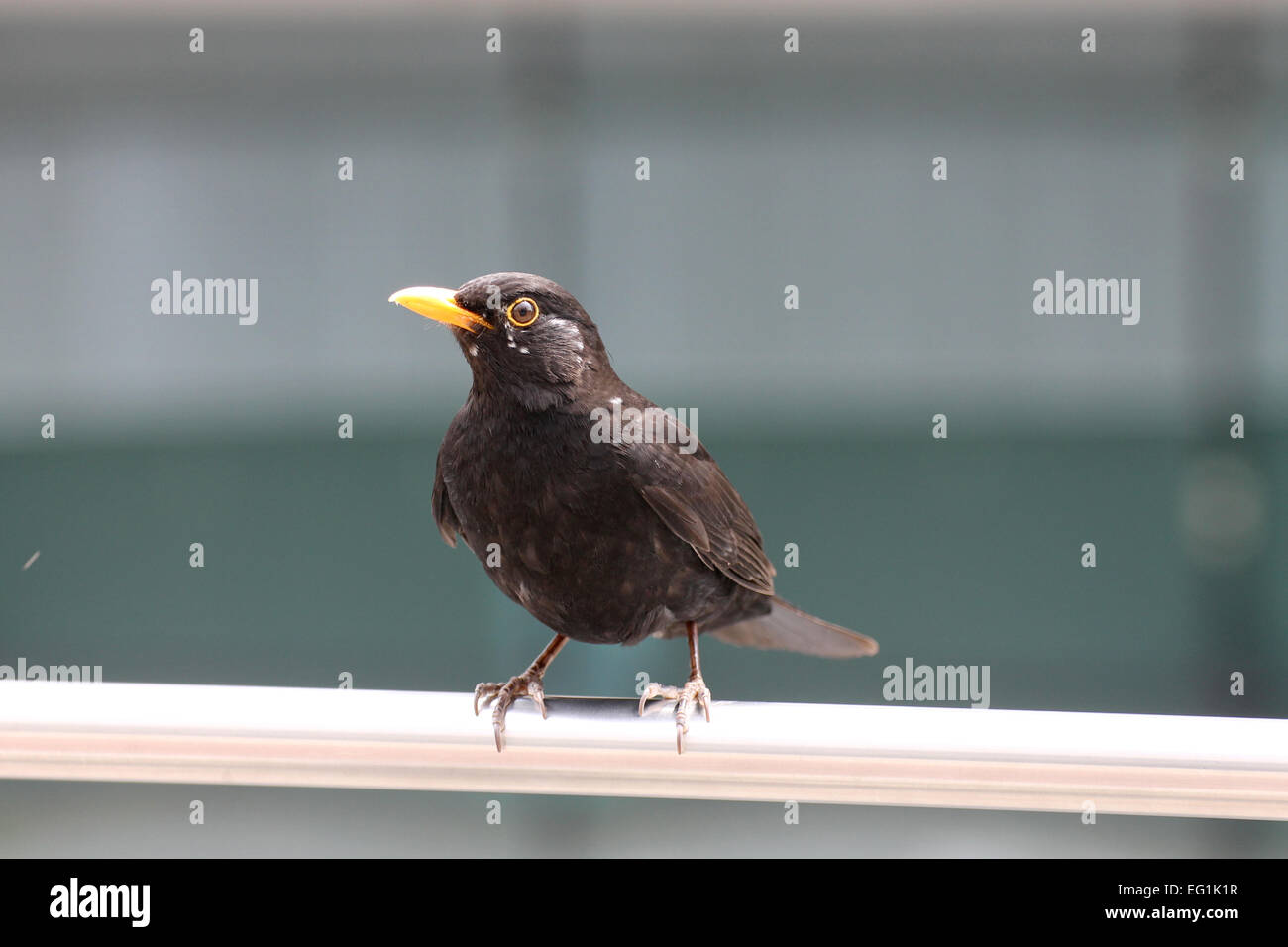 blackbird looking into camera Stock Photo - Alamy