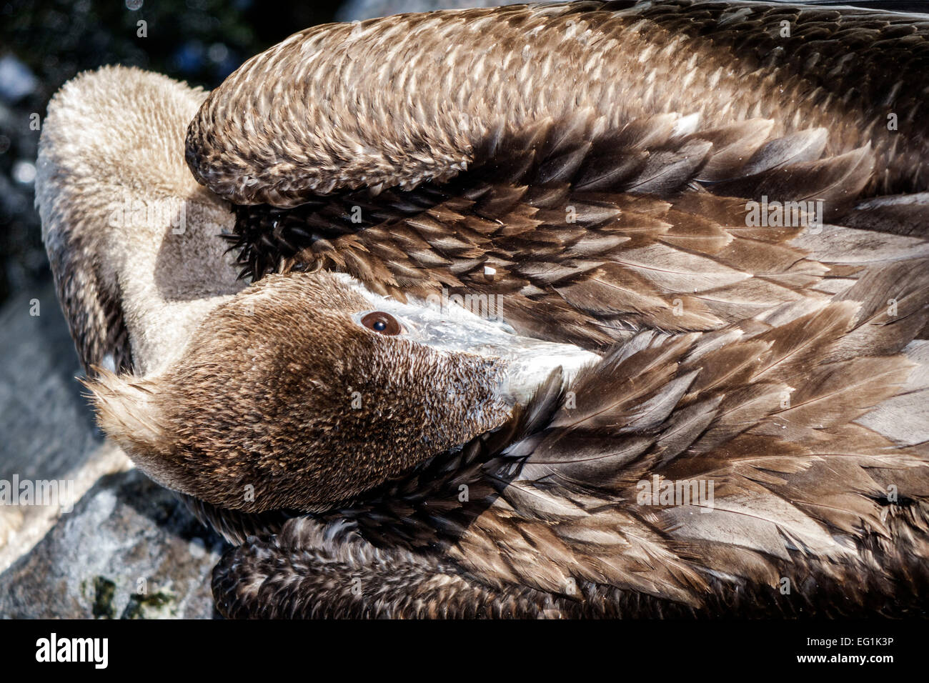 Sleeping pelican hi-res stock photography and images - Alamy