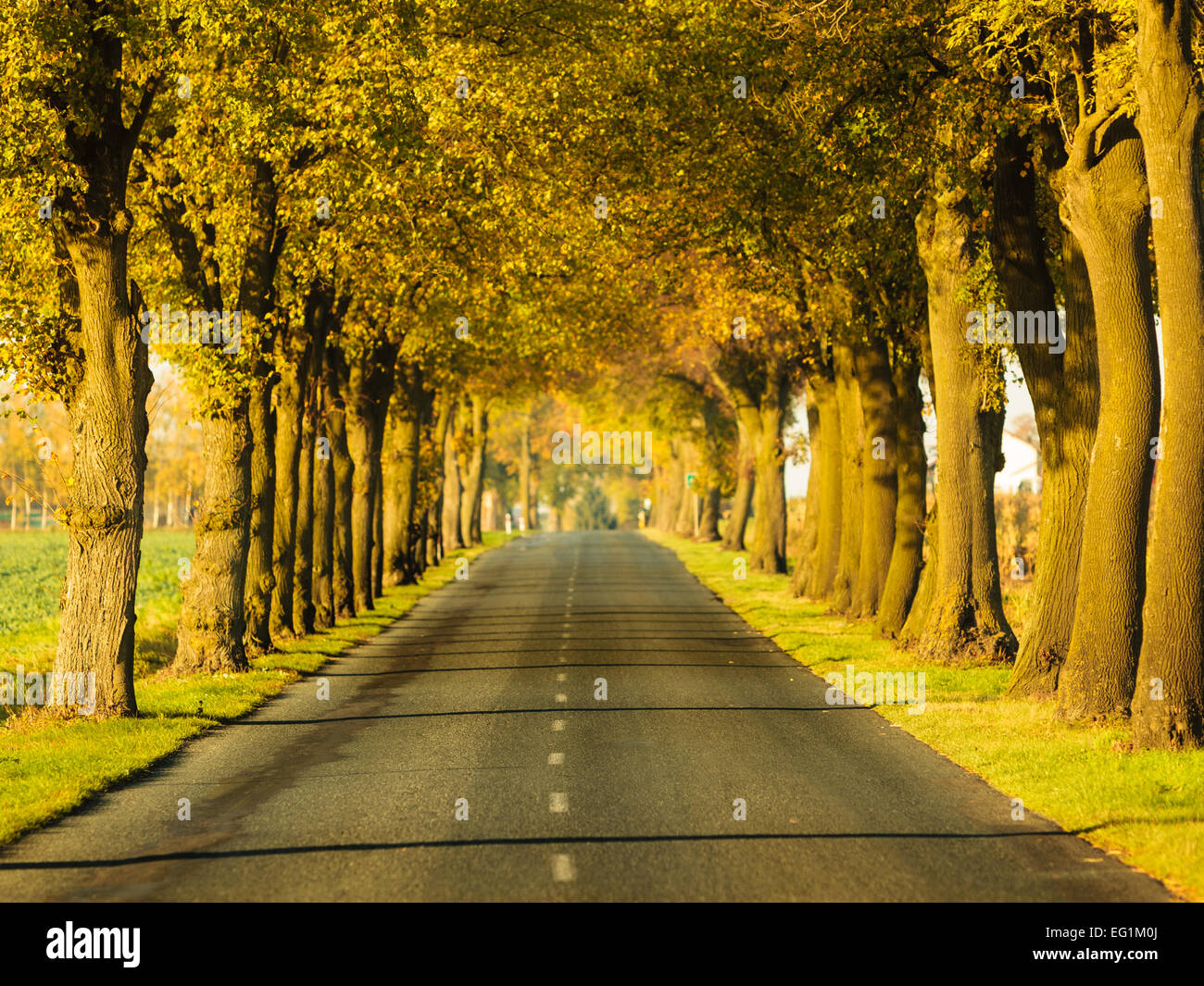 Road running through summer tree alley. Beautiful landscape. Sunset ...