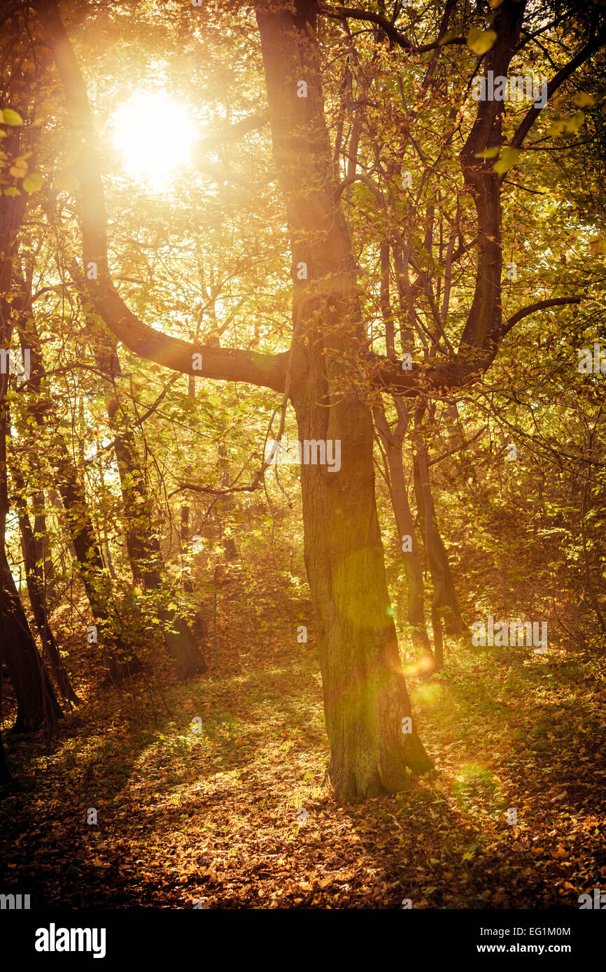 Sunbeams trough autumnal fall trees in park. Sunlight in autumn forest ...