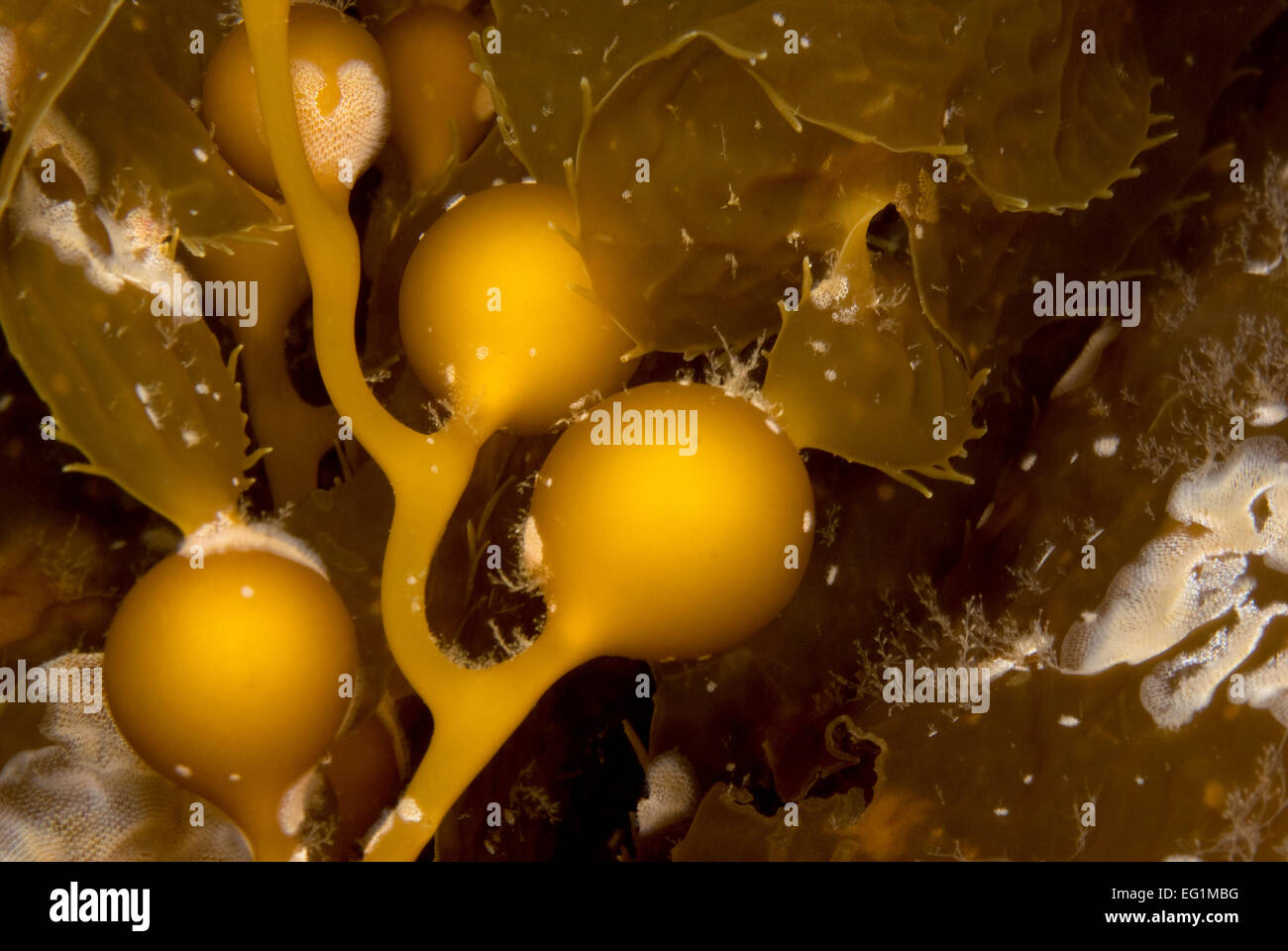 Kelp underwater close up hi-res stock photography and images - Alamy