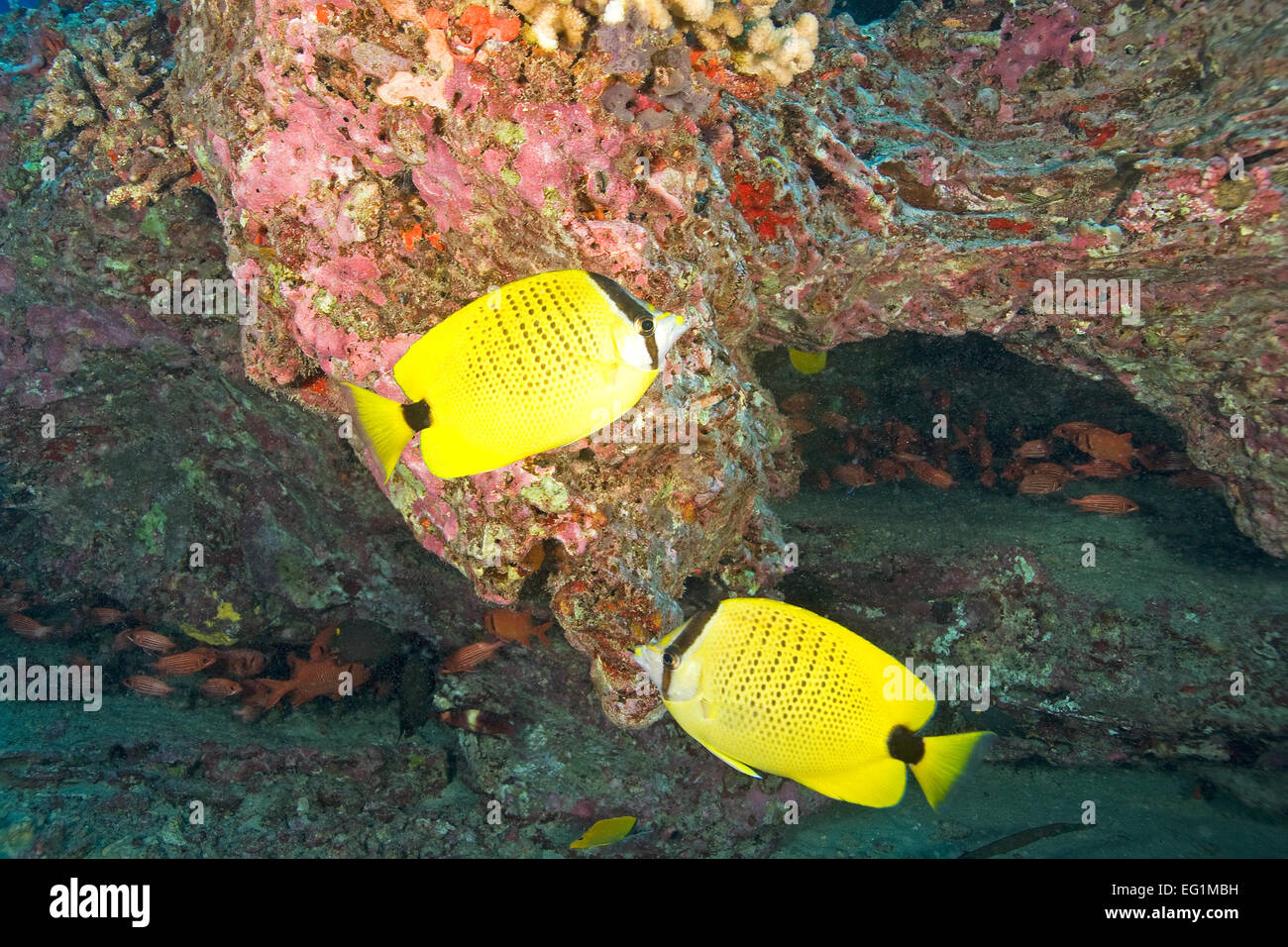 Pair of Hawaii Tropical Fish Stock Photo - Alamy
