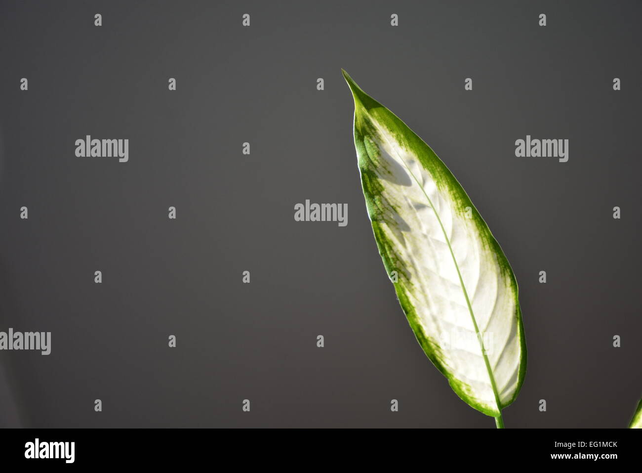 Sunlight through green leaf Stock Photo - Alamy