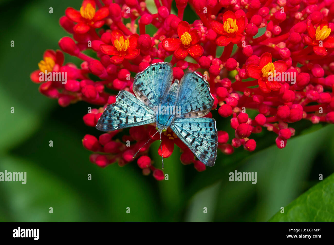 Blue metalmark butterfly (Lasaia sula), Ometepe Island, Nicaragua Stock ...