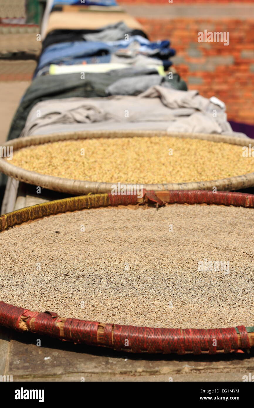 Braided wicker trays with rice and wheat grains set to dry under the ...
