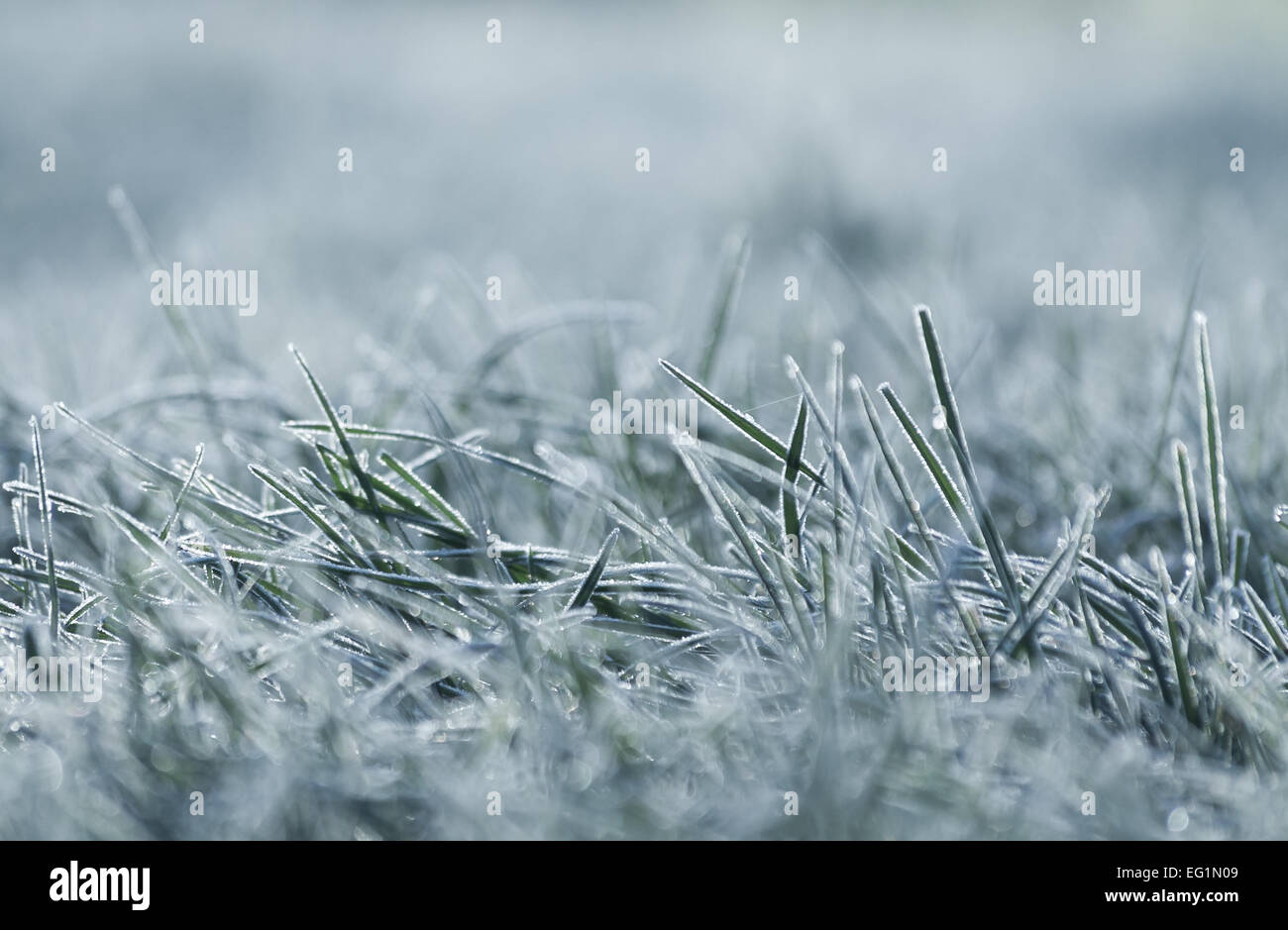 Winter early morning frozen grass Stock Photo - Alamy