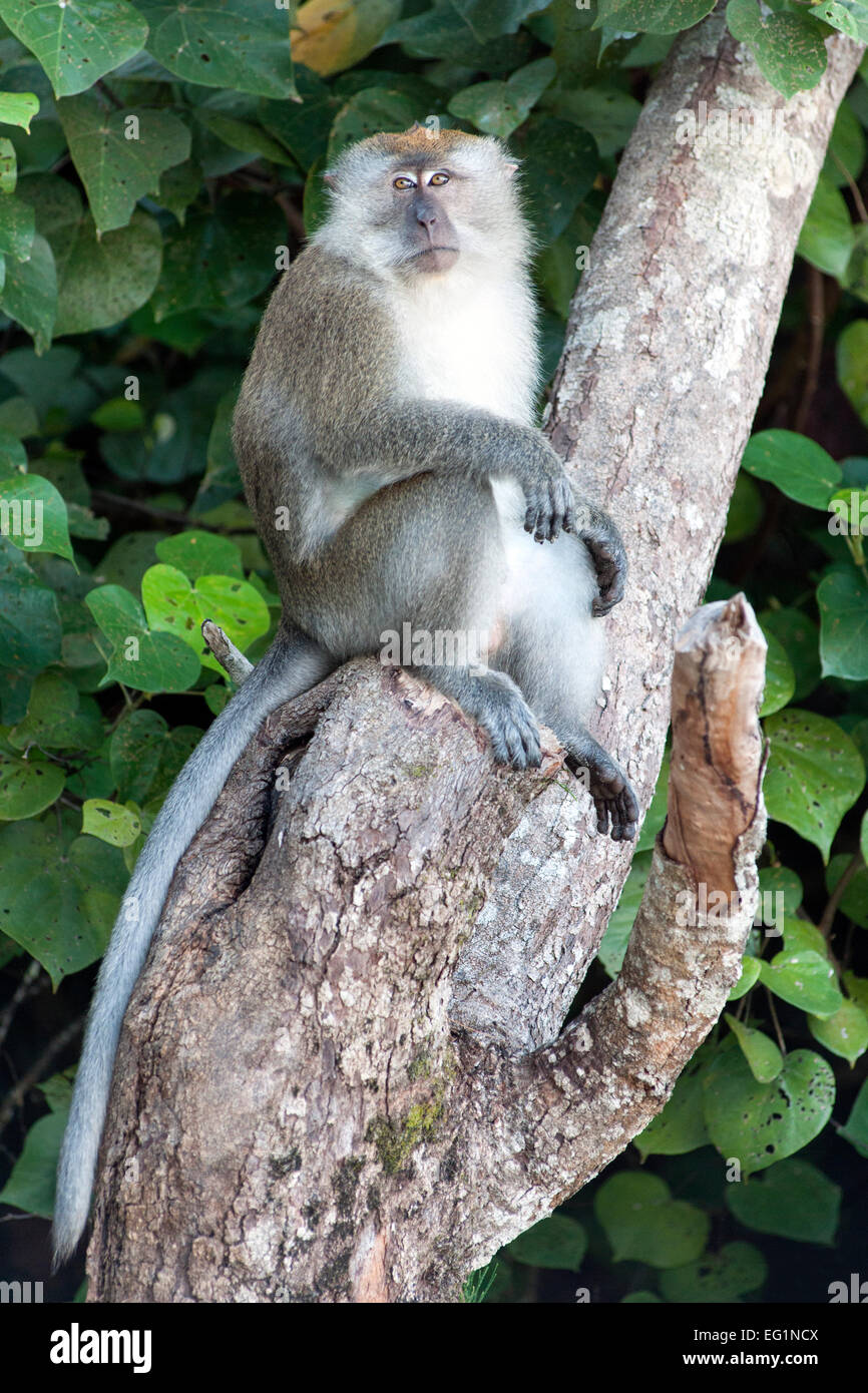 Long tailed macaque hi-res stock photography and images - Alamy
