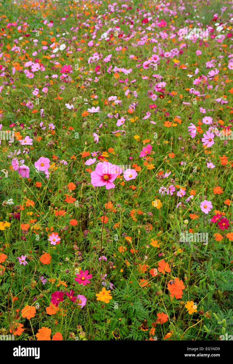 Summer field of flowers Stock Photo - Alamy