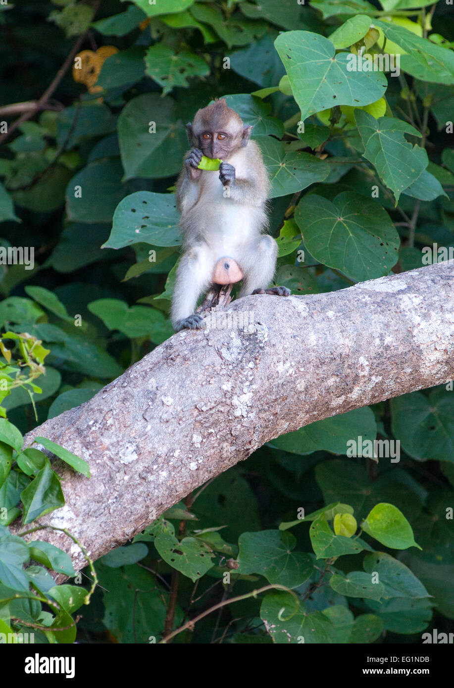 Baby long-tailed macaque in Penang National Park in Penang, Malaysia ...