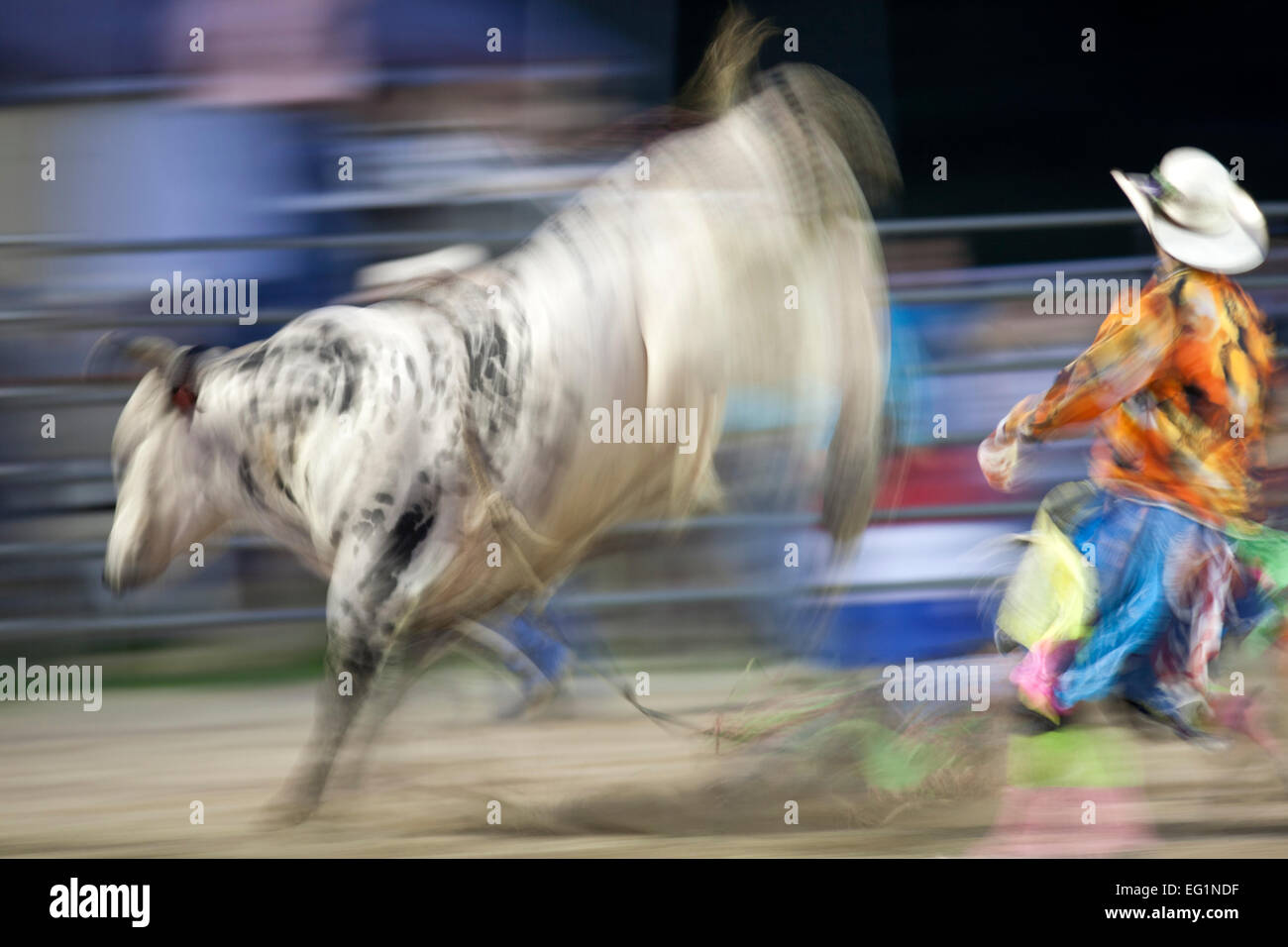 Bull cowboy hi-res stock photography and images - Alamy