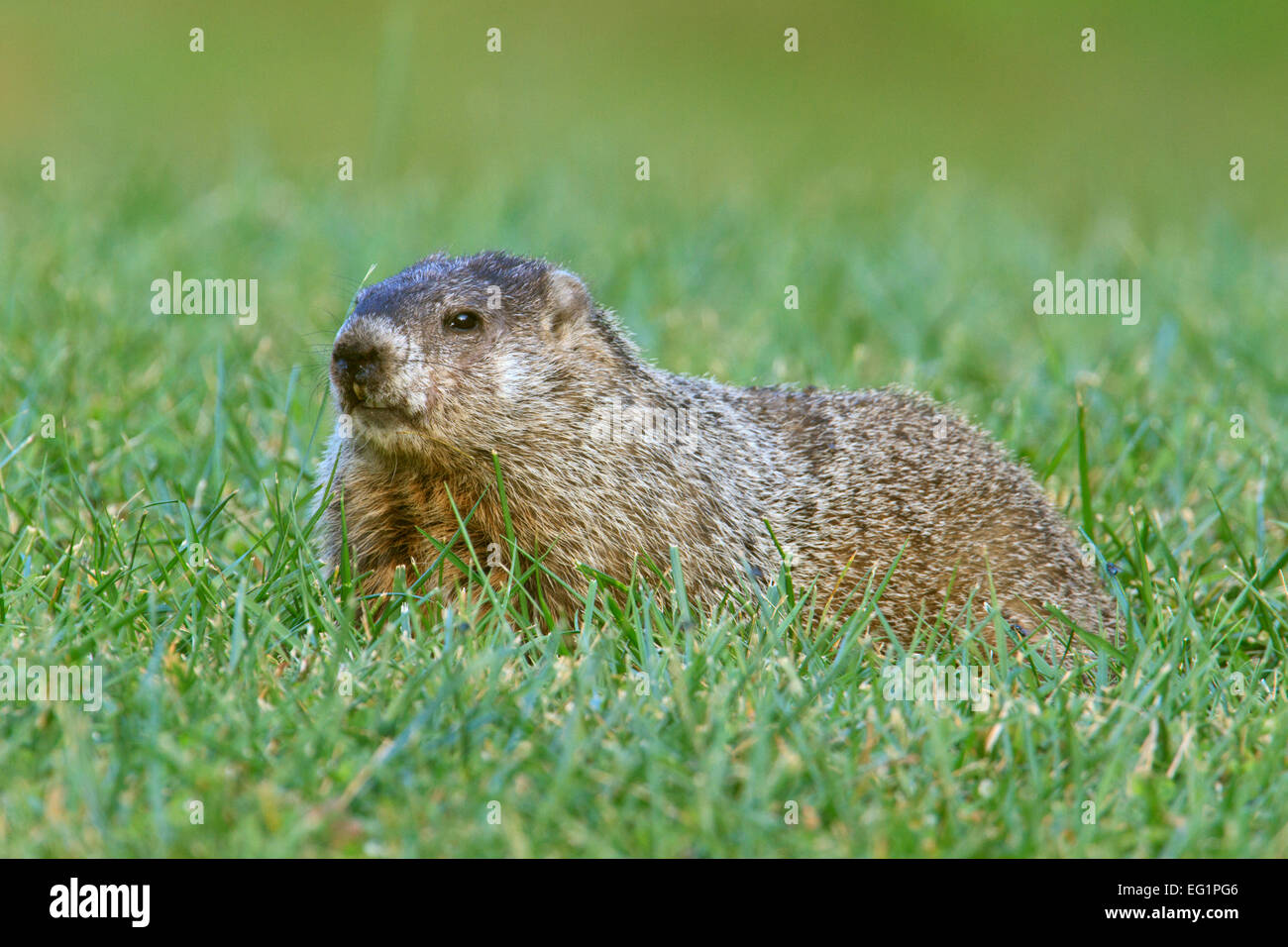 Groundhog (Marmota monax) in a grassy field Stock Photo - Alamy