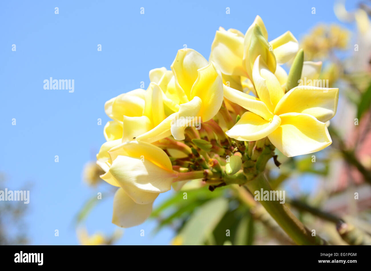Templetree hi-res stock photography and images - Alamy