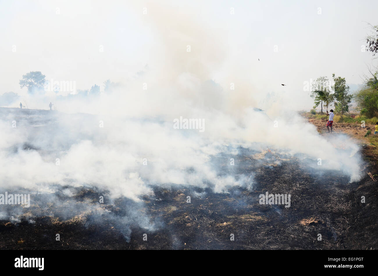 Smoke and flames occur from agriculturist Stubble burning rice straw ...
