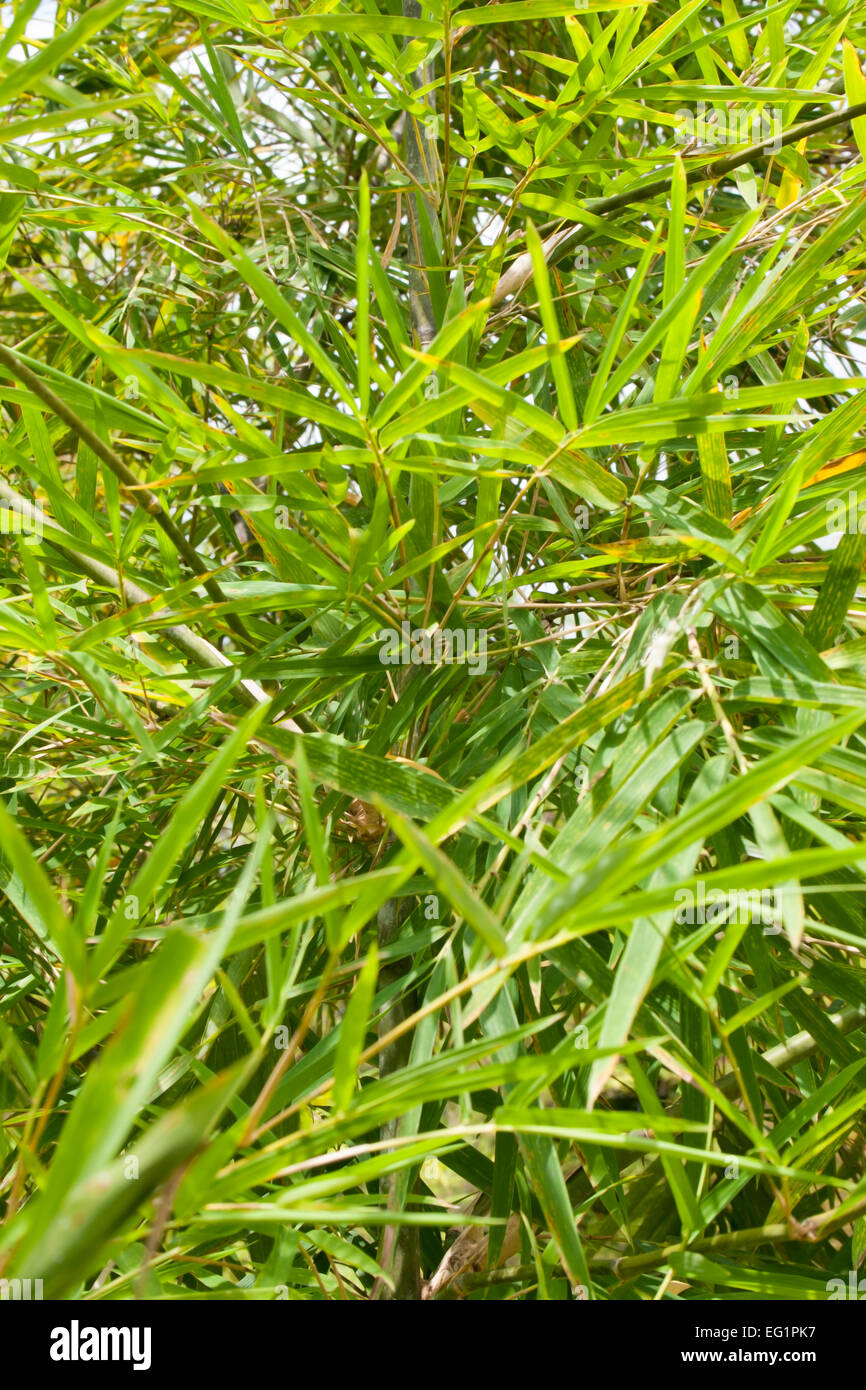 Bamboo in Thailand Stock Photo - Alamy