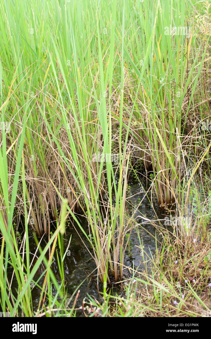 Growing Rice in Thailand Stock Photo - Alamy