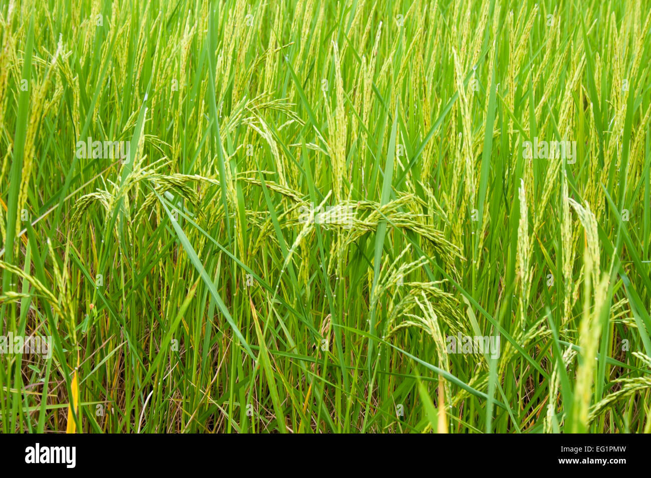 Wet Rice Cultivation