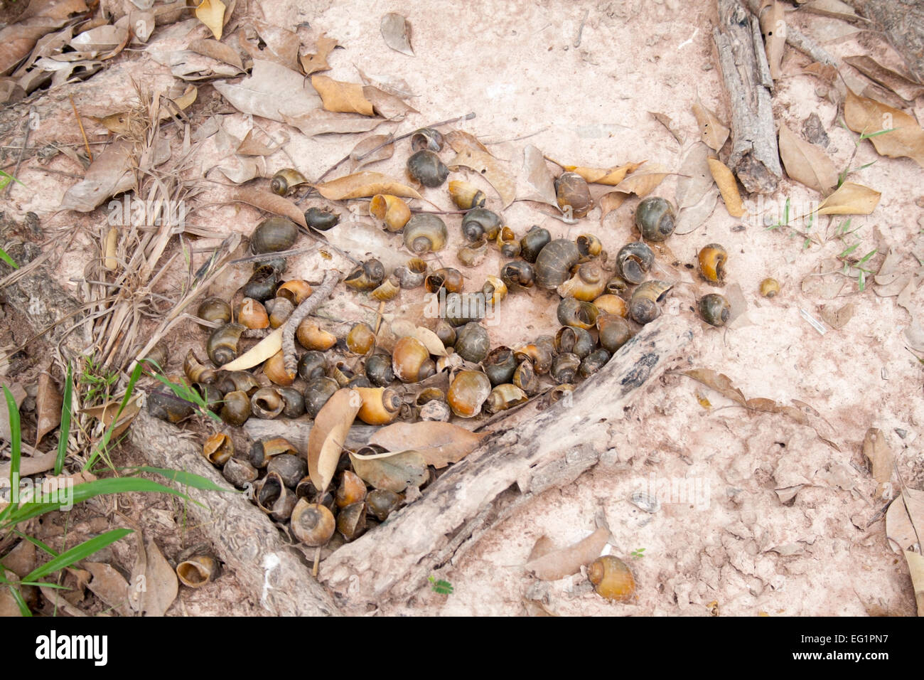 Snails in Field in Thailand Stock Photo - Alamy