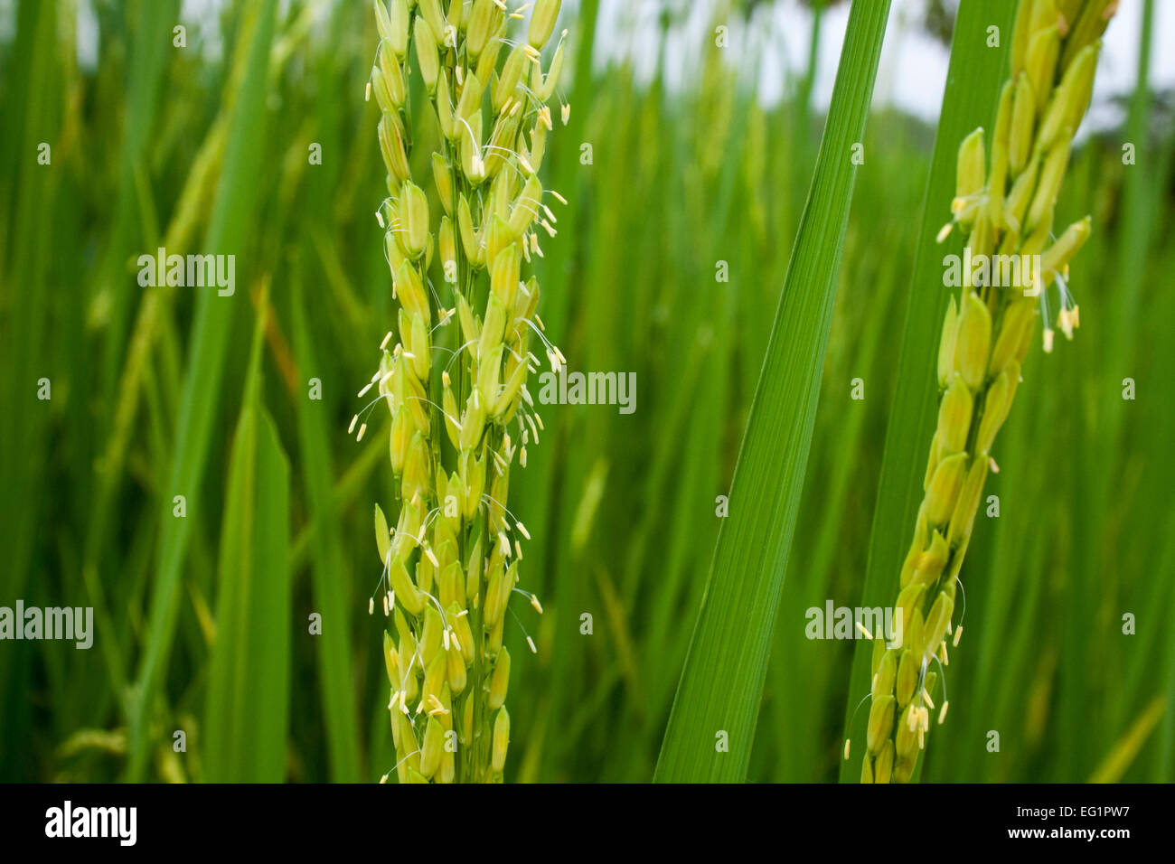 Thailand mali hi-res stock photography and images - Alamy