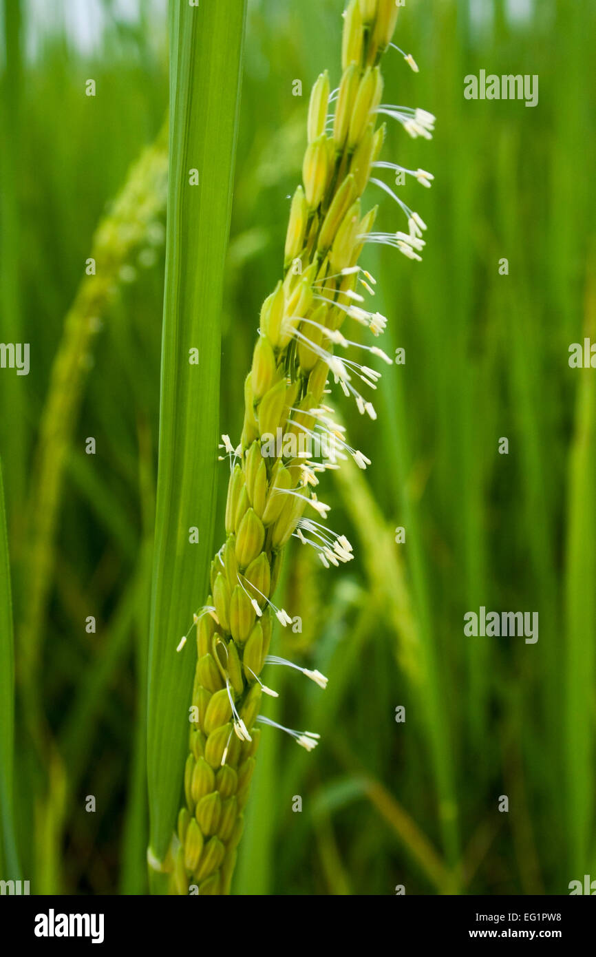 Thai Rice Growing Stock Photo - Alamy