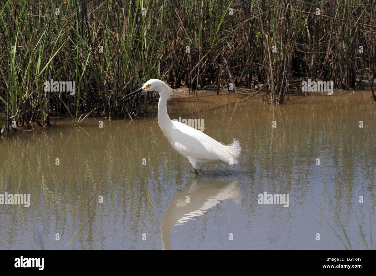 Snowy Egret, Egretta thula, Birds of North America Stock Photo - Alamy